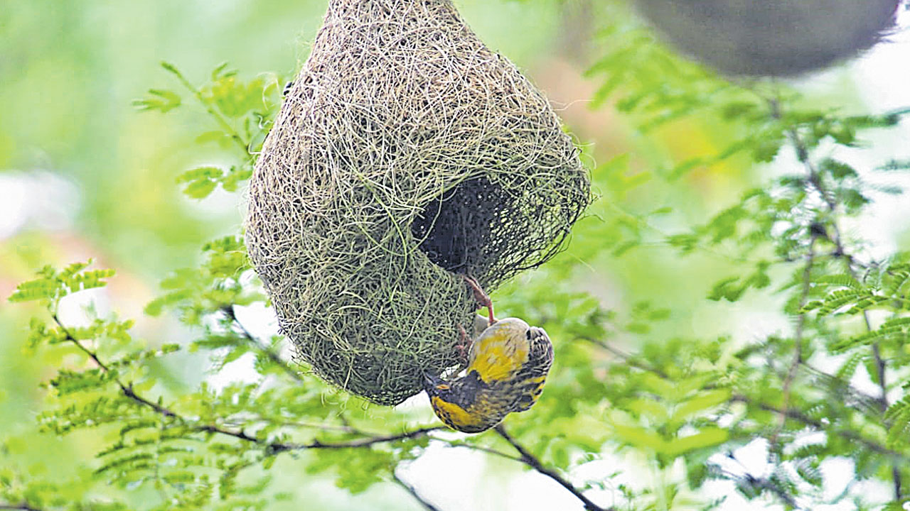 Viral Photos : గిజిగాడి టాలెంట్‌కు అందరం ఫిదా అవ్వాల్సిందే ! | Viral ...