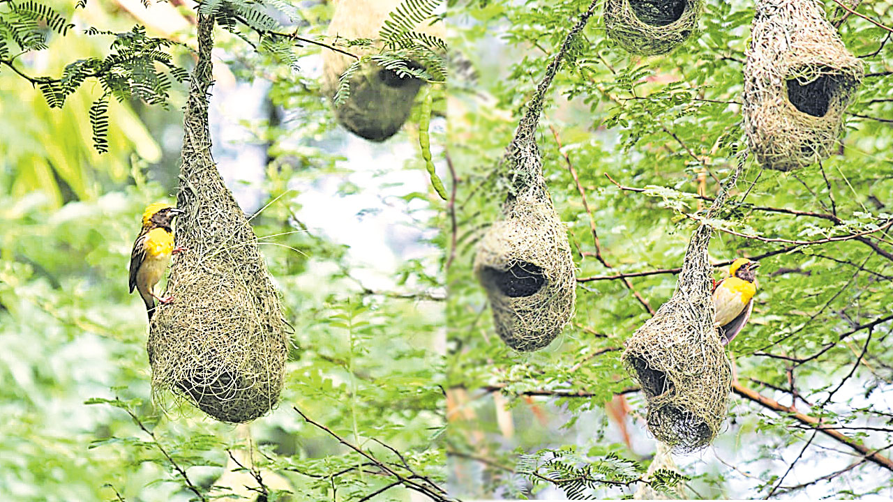 Viral Photos : గిజిగాడి టాలెంట్‌కు అందరం ఫిదా అవ్వాల్సిందే ! | Viral ...