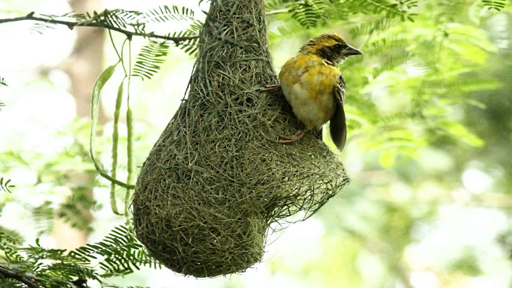 Viral Photos : గిజిగాడి టాలెంట్‌కు అందరం ఫిదా అవ్వాల్సిందే ! | Viral ...